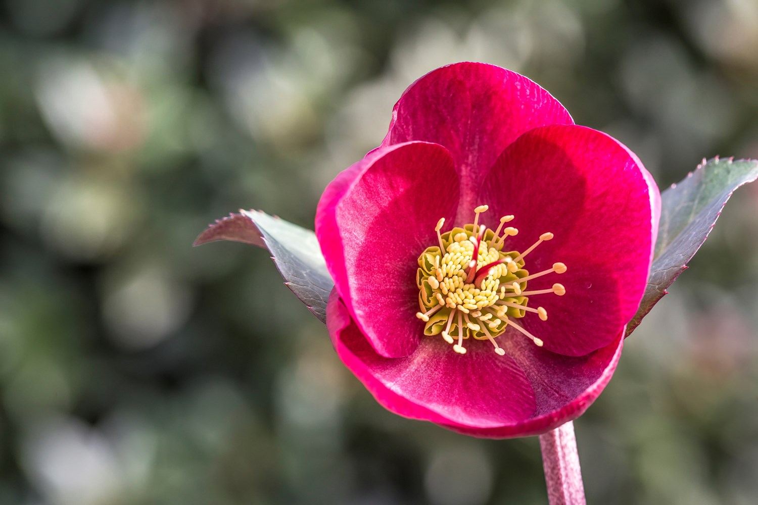 Website/Plants/1040087262/Images/Gallery/H.Annas Red-3SC.0.jpg